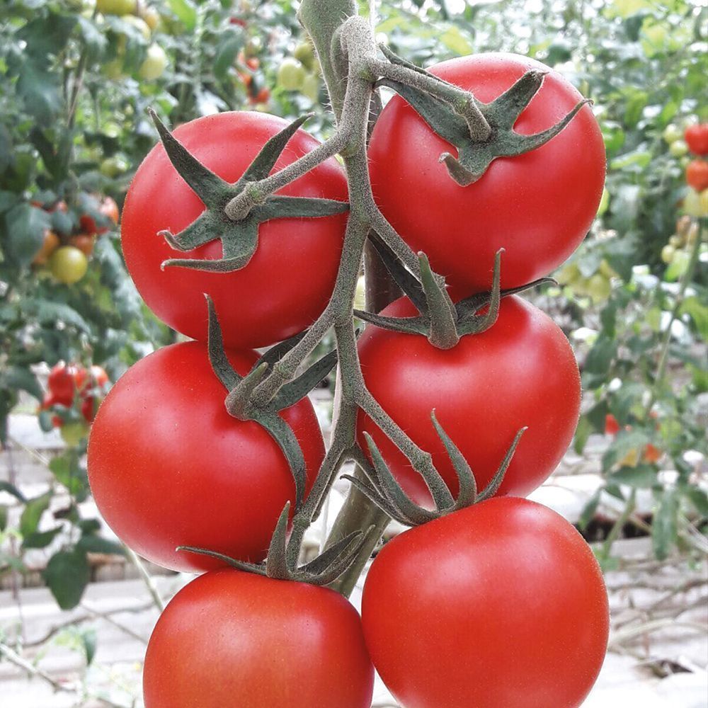Red tomato seed - SENCRON - Manier Seeds - round / soilless system