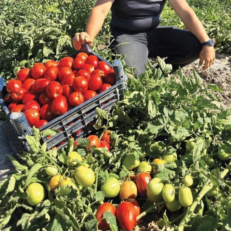 Red tomato seed - SANDO 128 - Manier Seeds