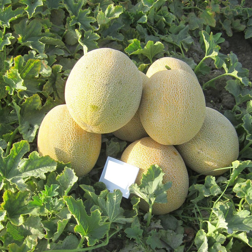 Medium early melon seed - SÜREN - Manier Seeds - yellow / green