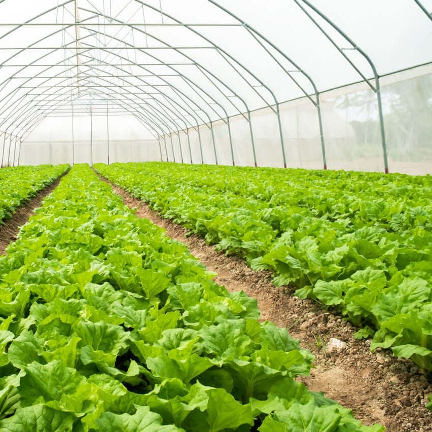 Shade netting - Mineravi - wind protection / insect / polyethylene