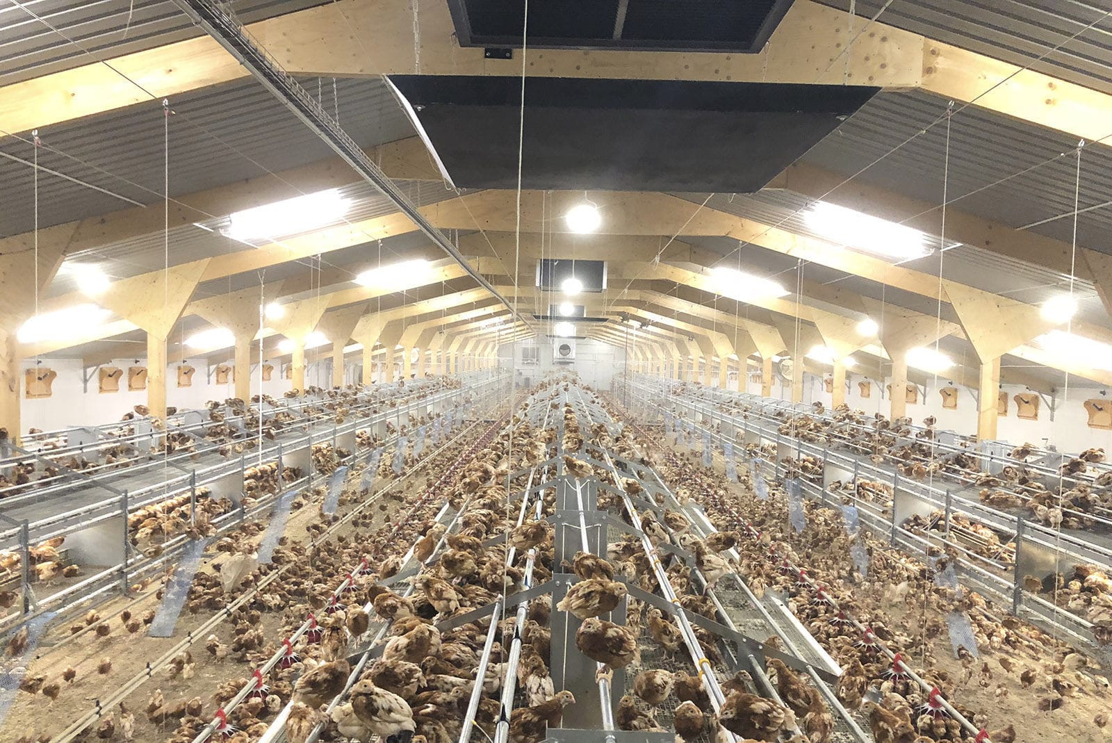 Aviary pullet farming system - Premium - POTTERS POULTRY LTD - multi-tier