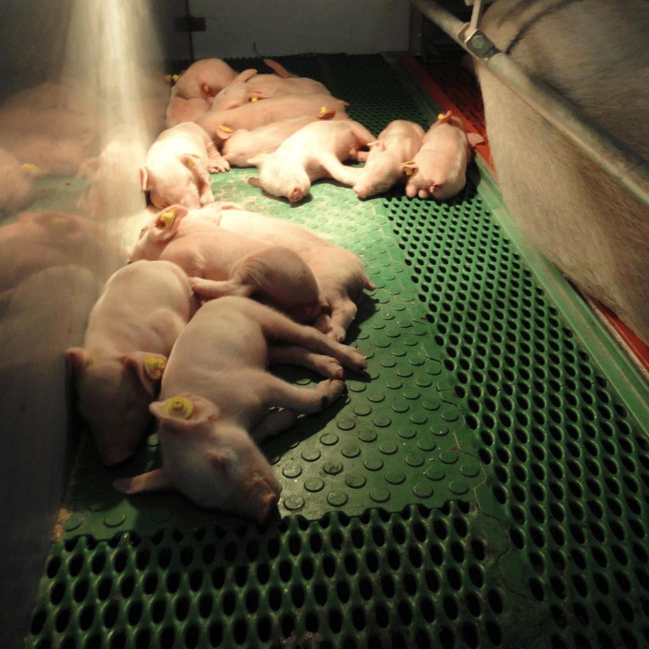 Piglet nest - Cooperl Northern Europe B.V.