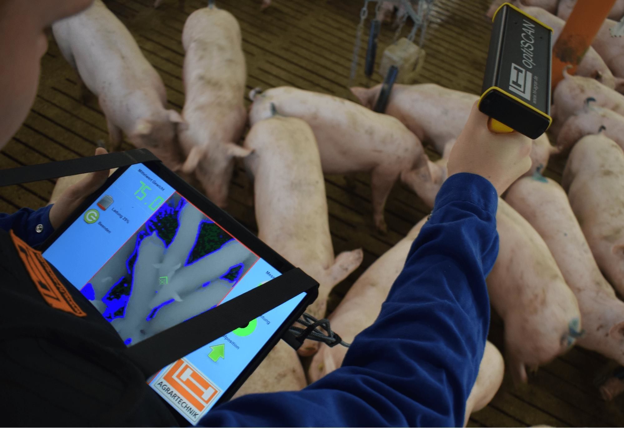 Pig weighing system - OptiScan - Cooperl Northern Europe B.V ...