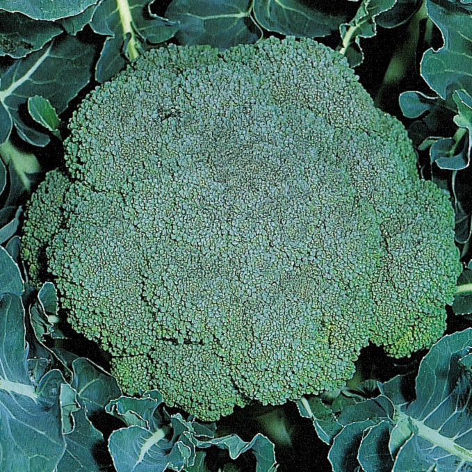 Summer brocoli seed - MARATHON F1 - Graines Voltz - Voltz Horticulture ...