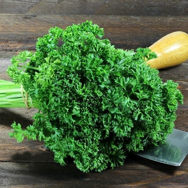 Early parsley seed - 15316 - MSL GmbH & Co. KG - biennial / biological