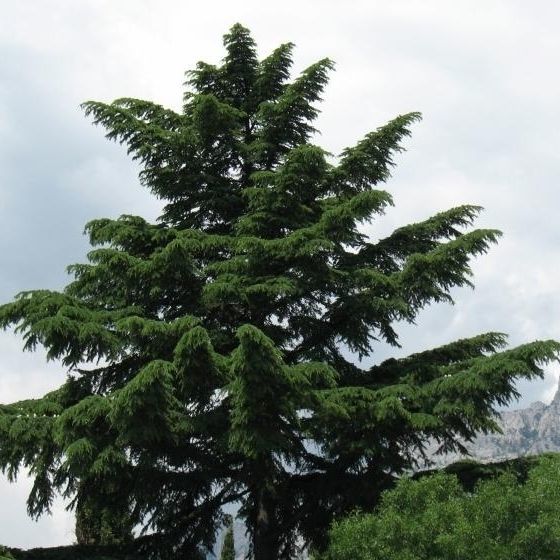 Coniferous tree - Indian Cedar - MSL GmbH & Co. KG