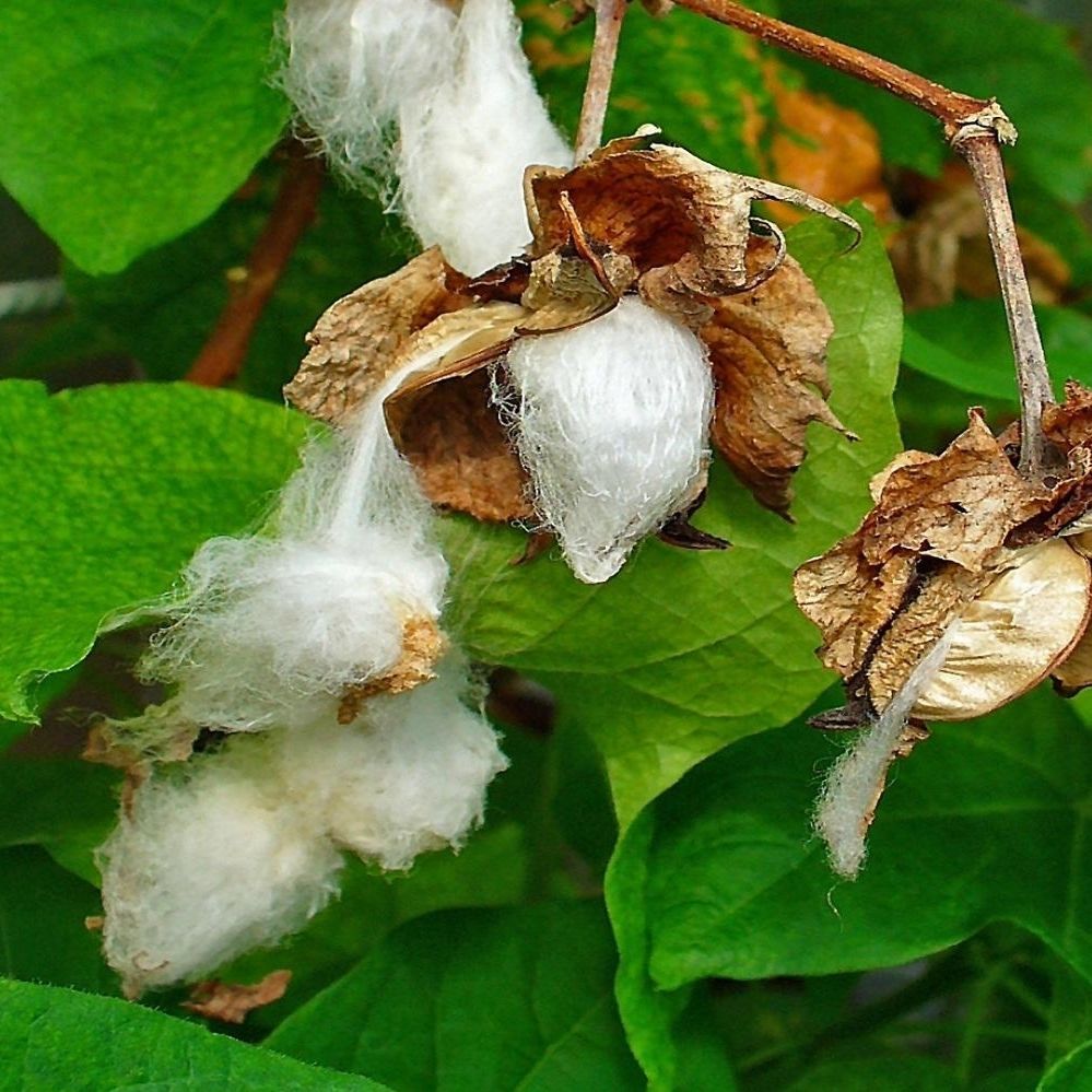 Early cotton seed - 12339 - MSL GmbH & Co. KG - spring
