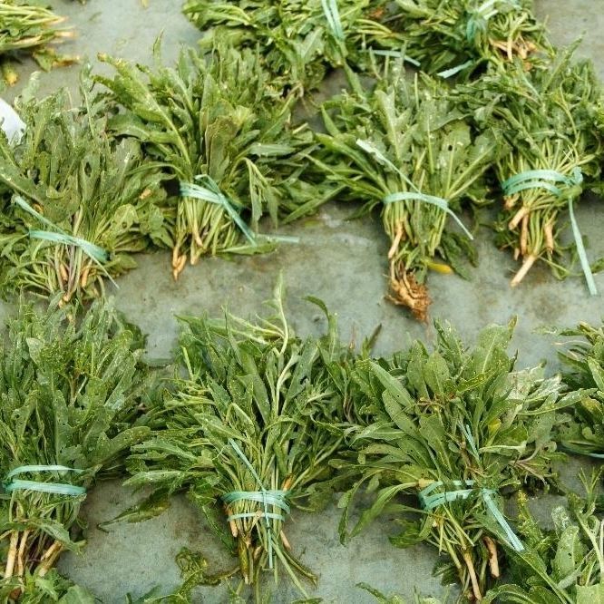 Perennial wild arugula seed - 18732 - MSL GmbH & Co. KG - biological