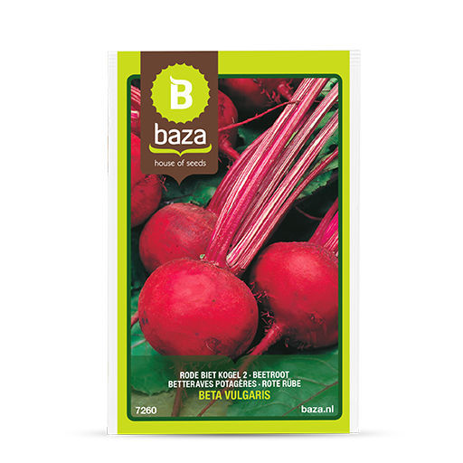Edible beet seed - 7260 - BAZA Seeds Holland b.v. - red / round