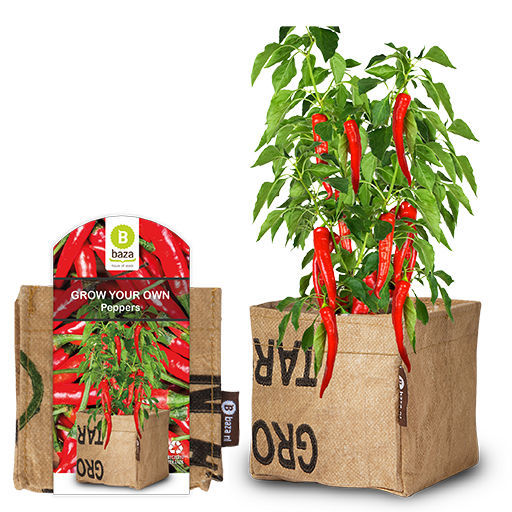 Red pepper seed - 180128 - BAZA Seeds Holland b.v.