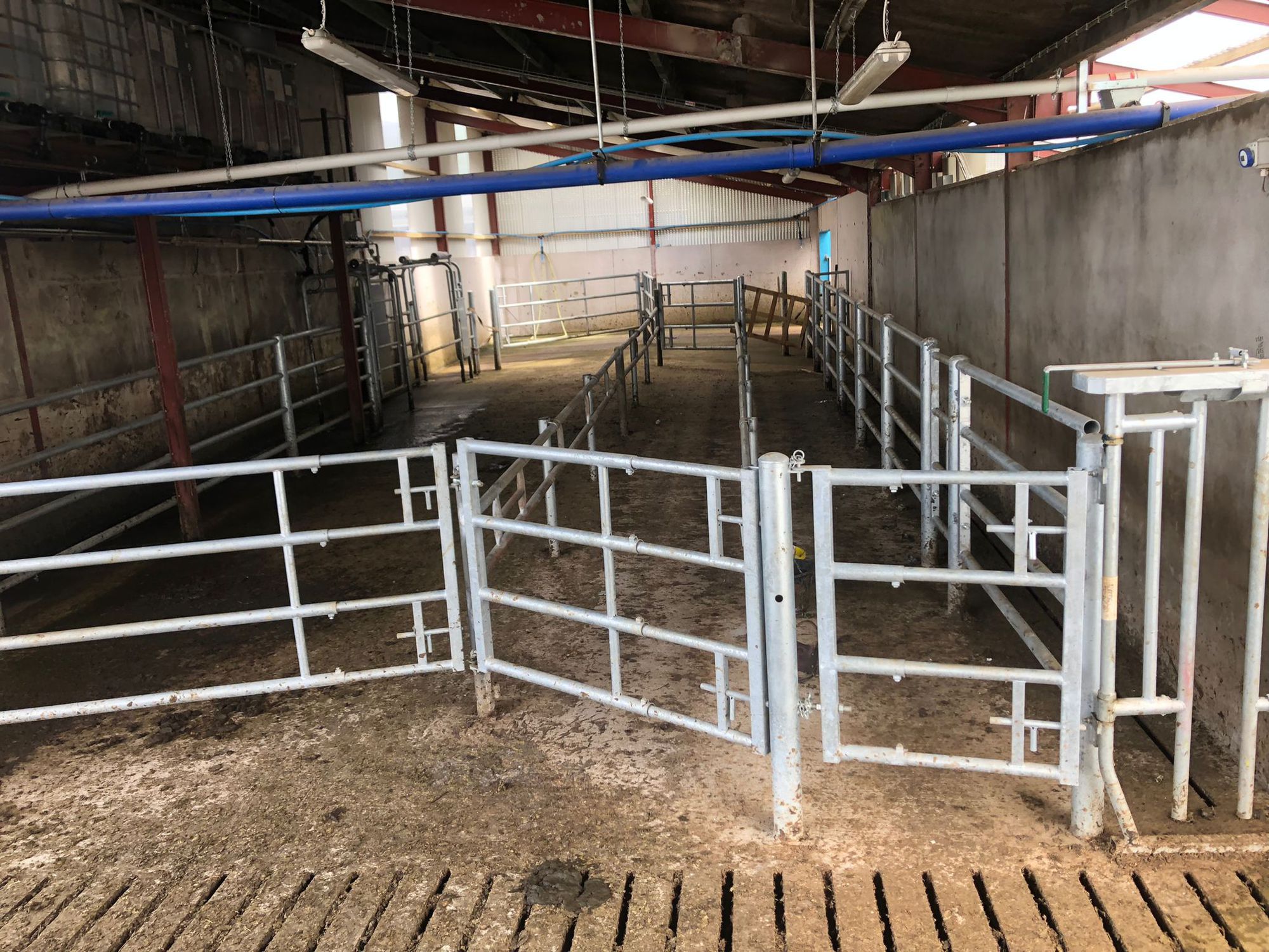 Livestock gate - Condon Engineering - corral / for cows / steel