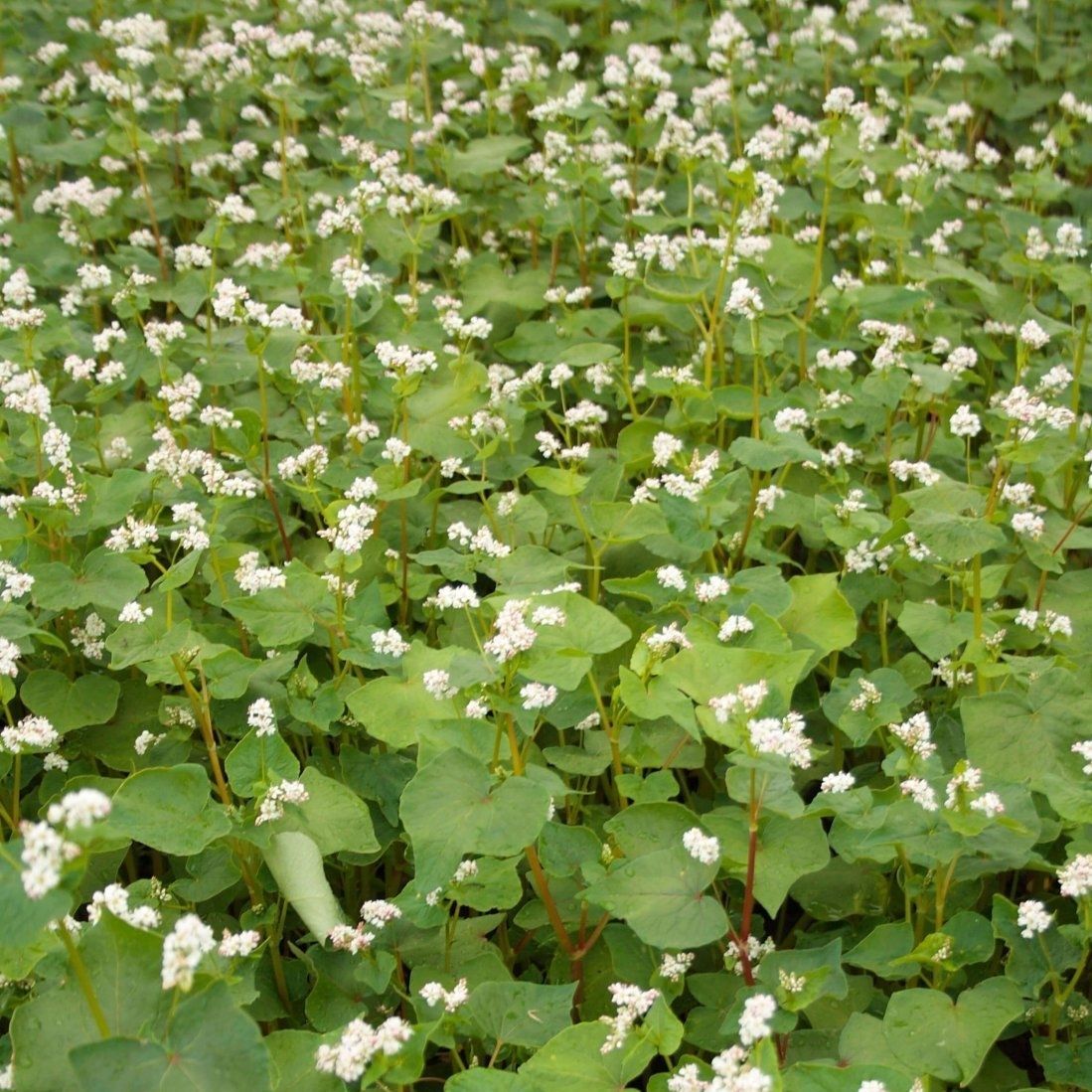 Early buckwheat seed - ZITA - SEED SERVICE s.r.o. - spring / grain