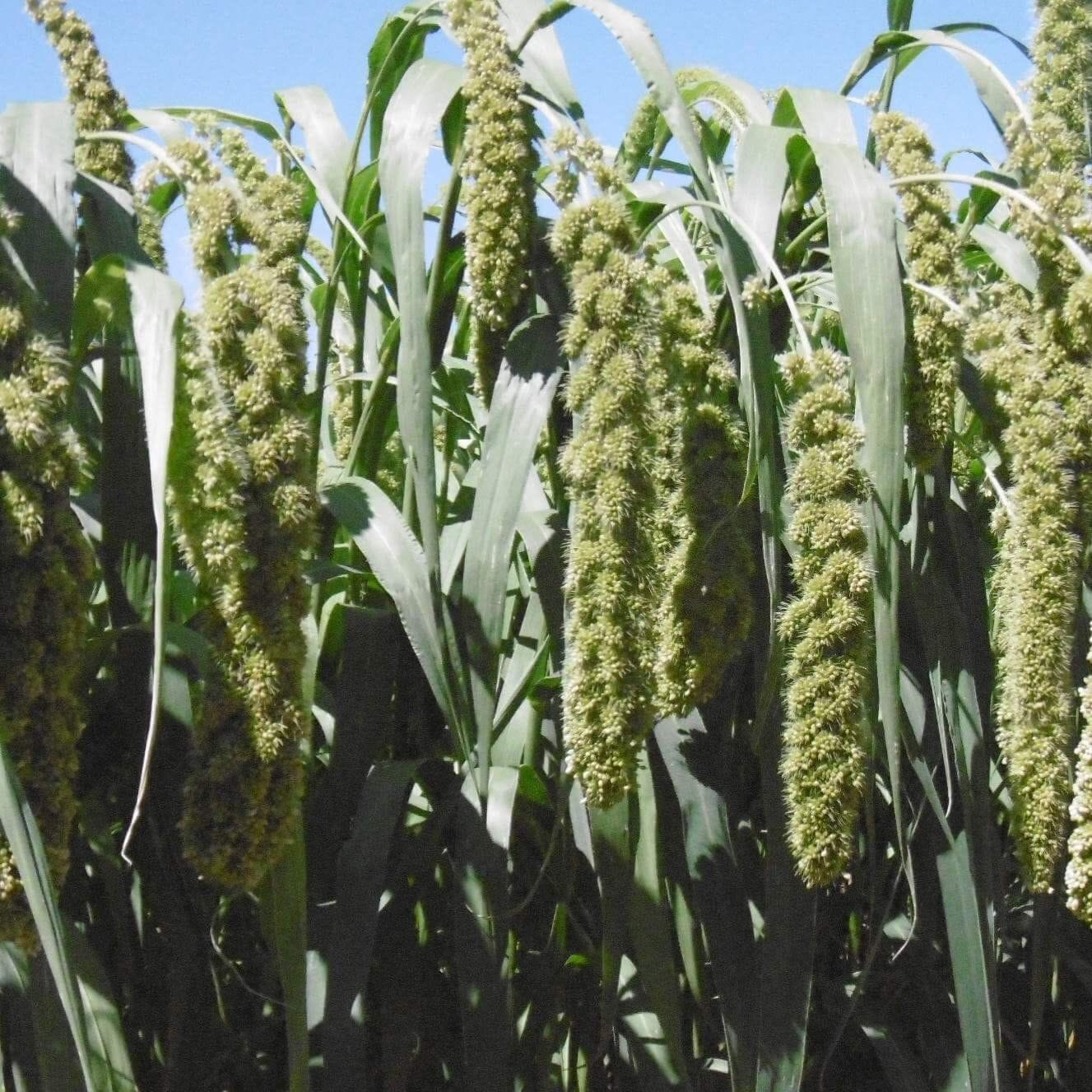 Medium millet seed - Rucereus - SEED SERVICE s.r.o. - spring / grain ...
