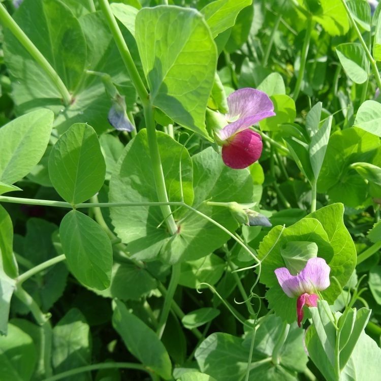 Fodder protein pea seed - ARKTA - SEED SERVICE s.r.o. - early / winter