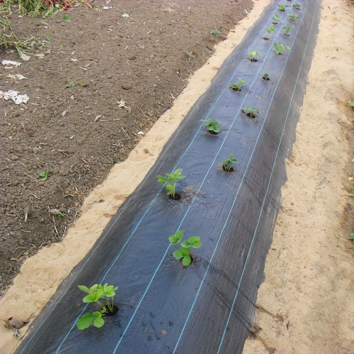 Weed control sheeting - ANTI-WEED MESH - COTEXA - soil cover / plastic ...