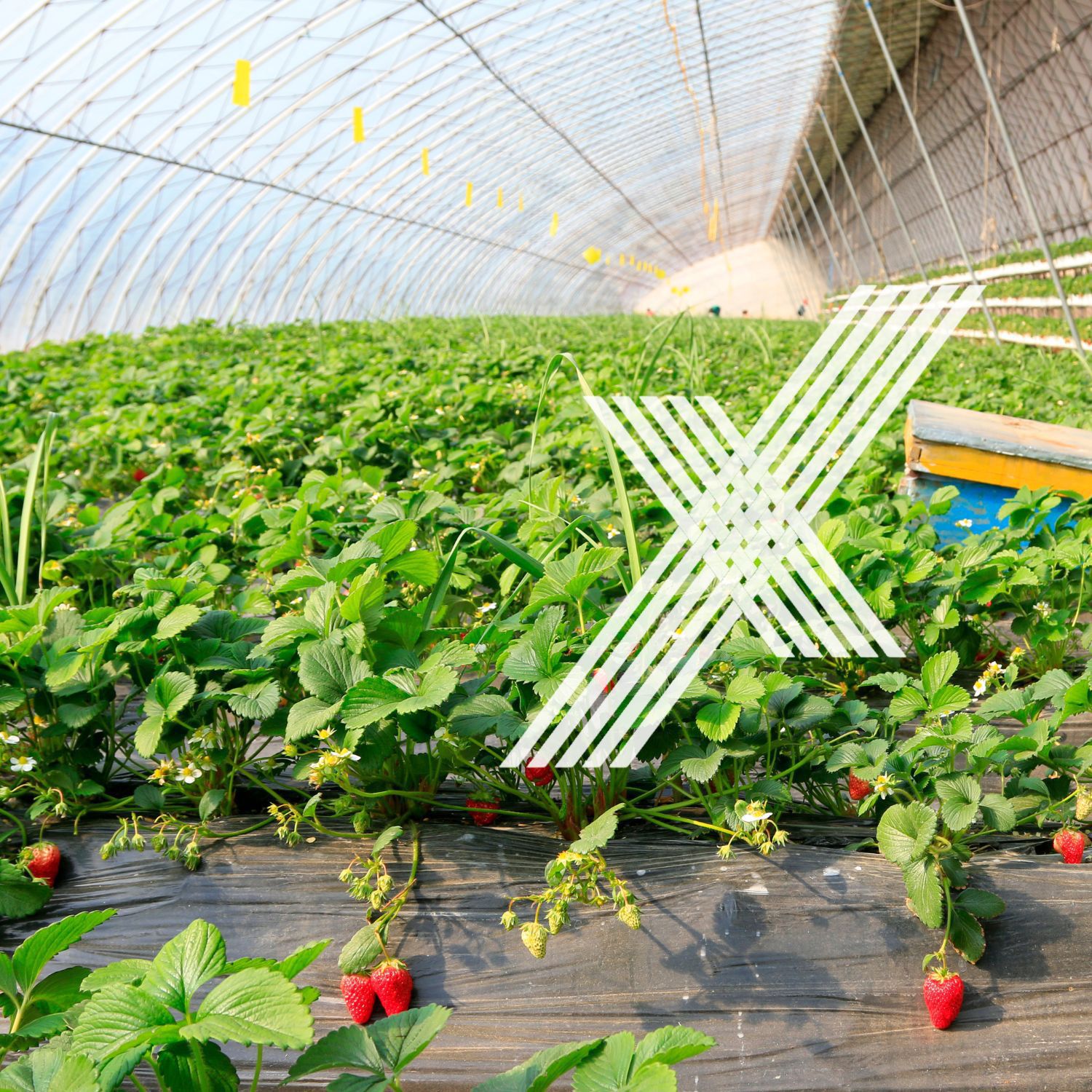 Shade netting - SOLUTION FOR BERRIES - COTEXA - hail / for crops ...