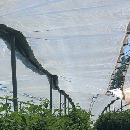 Greenhouse protective cover - GLAESERgrow - HDPE / UV protection ...