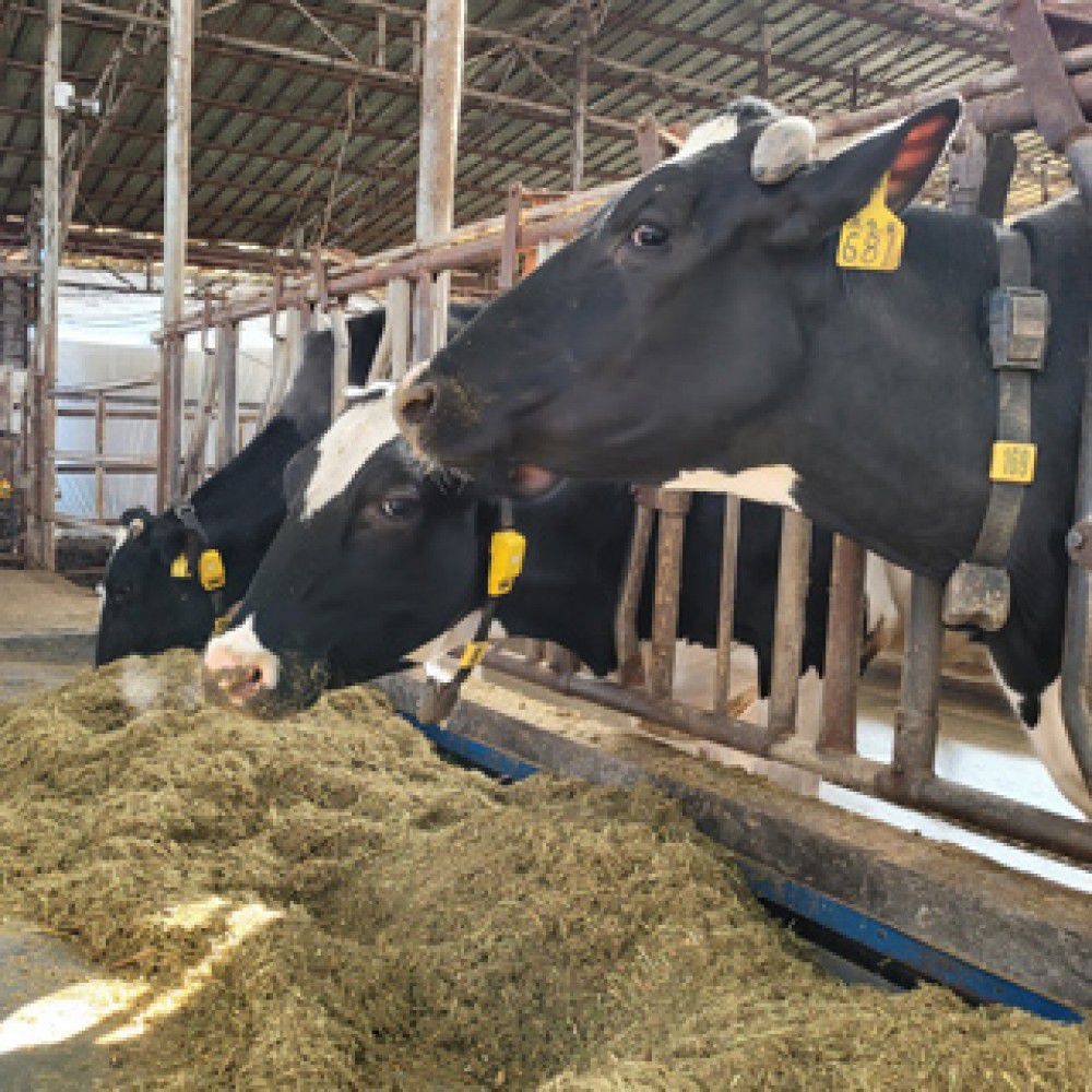 Cow heat detector - DAWOON Co., Ltd