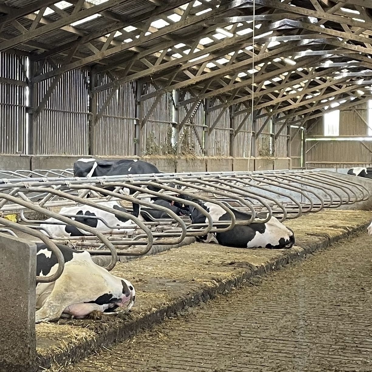 Cow cubicle - Féret Préfa Béton