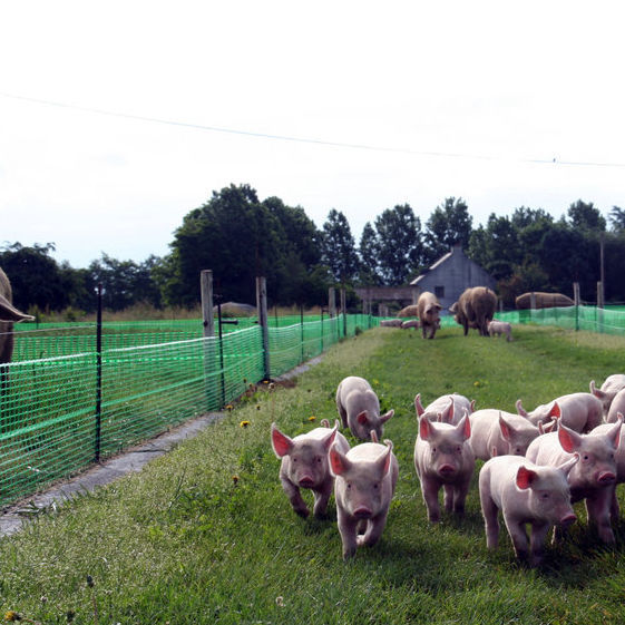 Protective netting - PLEIN AIR CONCEPT - for pigs / polyethylene