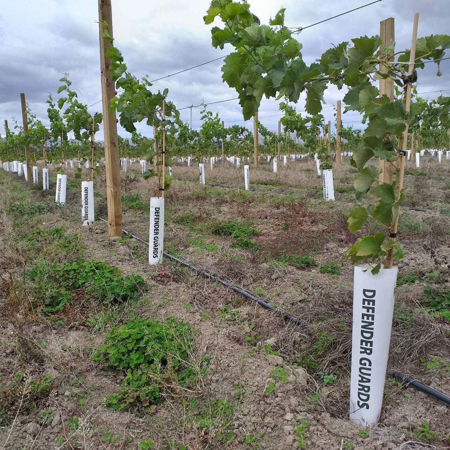 Vineyard grow tube - Plastrip - arboriculture / 100% plastic free / 100 ...
