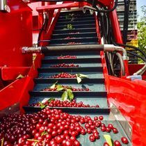 Almond tree shaker - All the agricultural manufacturers