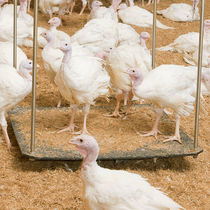 Poultry scale, Poultry weighing scale - All the agricultural manufacturers