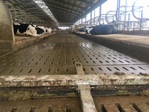 Robotic manure scraper - All the agricultural manufacturers