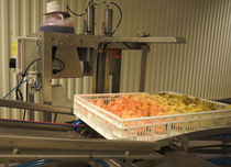 Chick vaccination machine - All the agricultural manufacturers