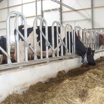 Cattle headlock - All the agricultural manufacturers - Videos