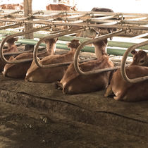 Waterbed cow mattress, Waterbed free-stall bed - All the agricultural ...