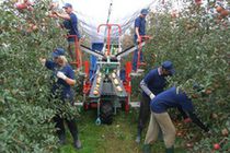 Apple harvester machine, Apple picking machine - All the agricultural ...