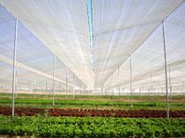 Wind protection netting, Wind protection net - All the agricultural ...