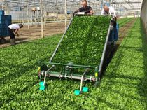 Lettuce harvester machine - All the agricultural manufacturers