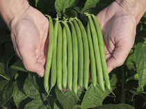 HM.CLAUSE: Seeds and crop inputs - AgriExpo