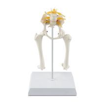 Veterinary medicine,Veterinary anatomical models - All agricultural ...