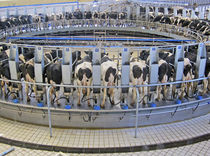Rotary milking parlour, Rotary milking parlor - All the agricultural ...