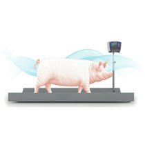Pig scale, Pig weighing scale - All the agricultural manufacturers