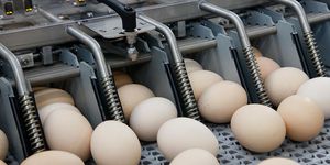 Automatic egg candling unit - Pas Reform Hatchery Technologies