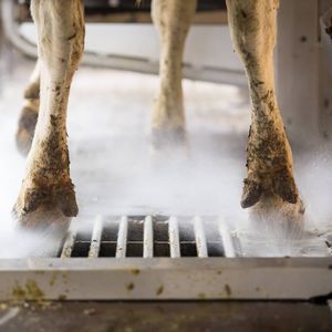 Livestock comfort brush - Luna - Lely - rotating / cows / horizontal