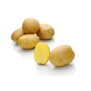 Medium early potato seed - Lilly - Solana GmbH & Co. KG - edible / long ...
