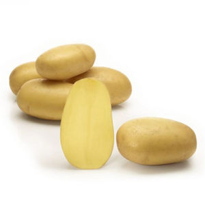 Medium early potato seed - Lilly - Solana GmbH & Co. KG - edible / long ...