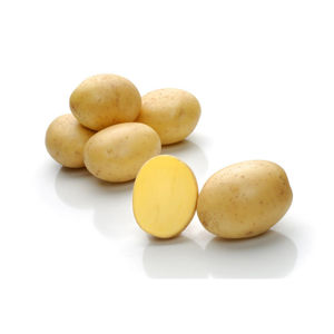 Medium early potato seed - Lilly - Solana GmbH & Co. KG - edible / long ...