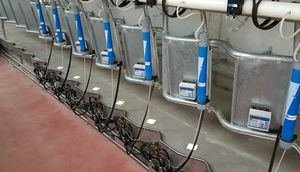 Cow milking parlour - SMARTWAY 90 - BouMatic - parallel / rapid exit