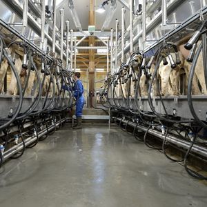 Cow milking parlour - XCALIBUR 360EX - BouMatic - rotary