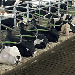 Foam cow mattress - AGRICOW Srl - for cubicles / intelligent