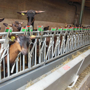 Goat headlock, Goat yoke - All the agricultural manufacturers