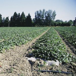 Biodegradable plastic mulch - BIONOV B - Barbier Groupe