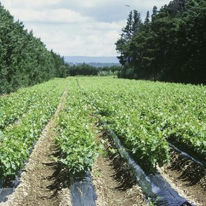 Biodegradable plastic mulch - BIONOV B - Barbier Groupe