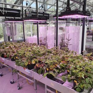 Greenhouse light - Ambralight - Ambralight - for germination chambers ...